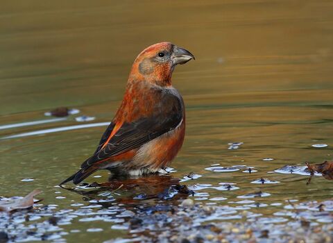 Common crossbill | Norfolk Wildlife Trust