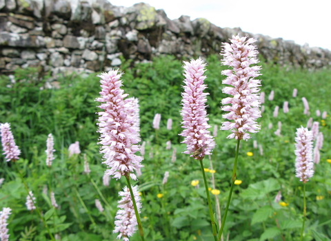 Common bistort | Norfolk Wildlife Trust