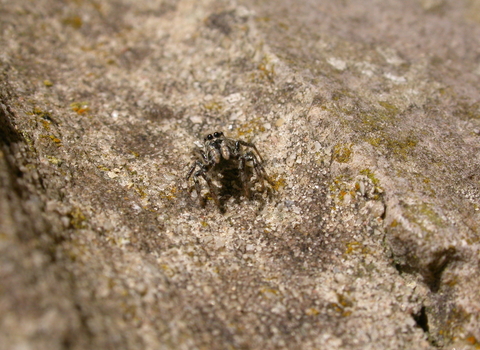 Zebra spider | Norfolk Wildlife Trust