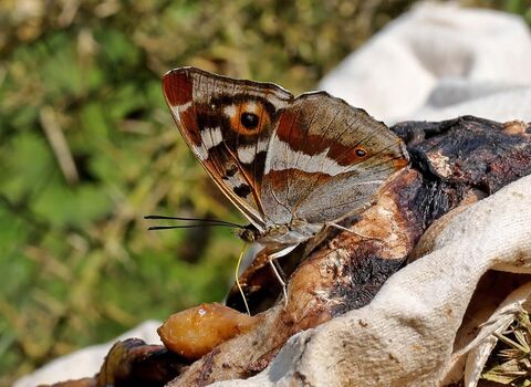 Purple emperor | Norfolk Wildlife Trust
