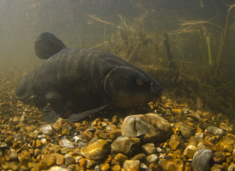 Tench | Norfolk Wildlife Trust