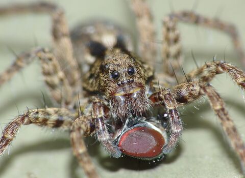Wolf spider | Norfolk Wildlife Trust