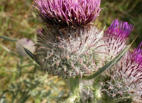 Woolly thistle | Norfolk Wildlife Trust