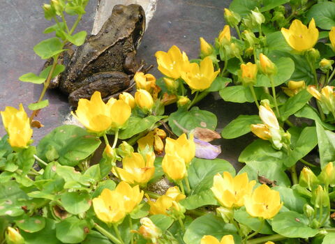Creeping jenny | Norfolk Wildlife Trust