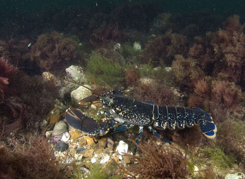 Lobster | Norfolk Wildlife Trust