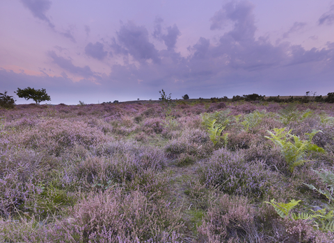 Vision and strategy | Norfolk Wildlife Trust