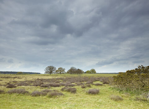 Weeting Heath | Norfolk Wildlife Trust