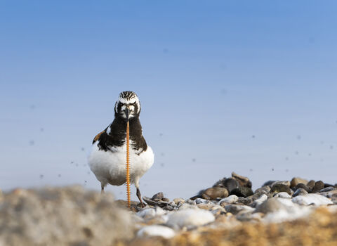 Home | Norfolk Wildlife Trust