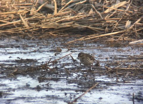 Water pipit | Norfolk Wildlife Trust